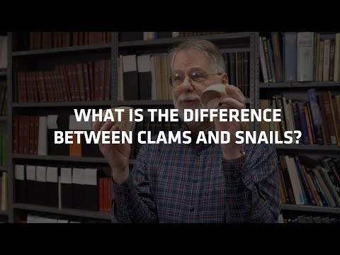 Ask A Scientist - What is the Difference Between Clams and Snails?