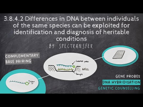 EASY REVISION AQA A-Level Biology 3.8.4.2 Differences in DNA between individuals of the same species