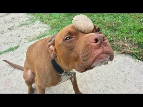 99.9% These Dogs Came With a Factory Defect 🤣 Funny Dog Videos 2025