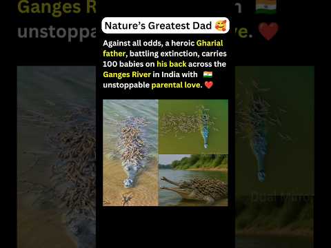 π₯ Critically endangered gharial dad saves 100 babies on ganges river journey