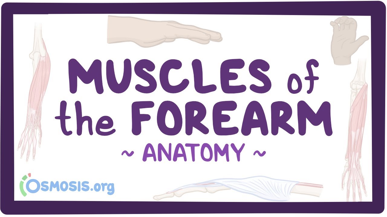 Muscles of the forearm: Anatomy