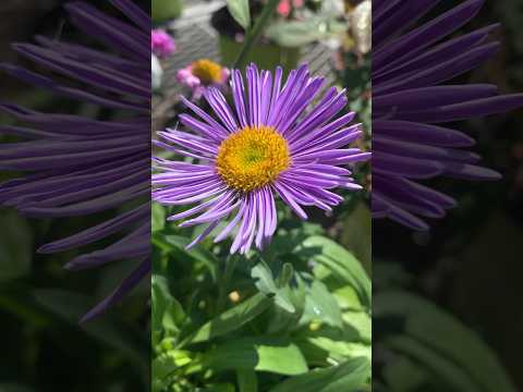 Home Depot®️Alpine Aster #garden #gardening #shorts