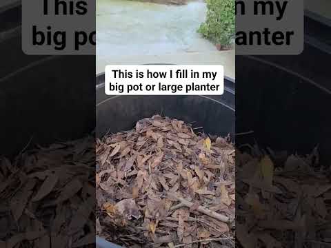 Ideas on how to fill in big pot or large planter