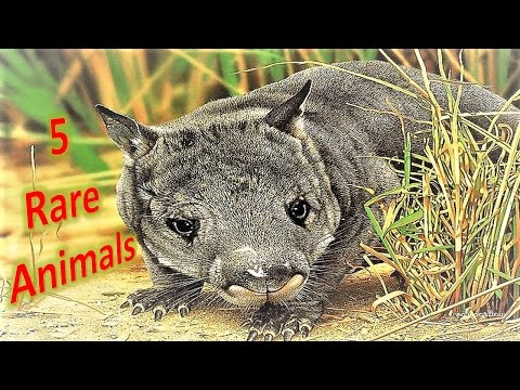 Top 5 rare animals In The World – Five Rarest Animals On Earth In The ...