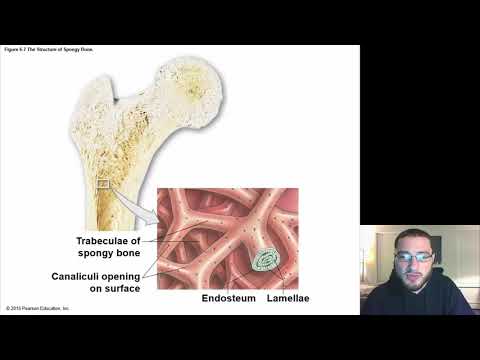 Anatomy & Physiology - Osseous Tissue