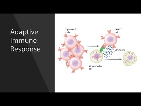 The Adaptive Immune Response