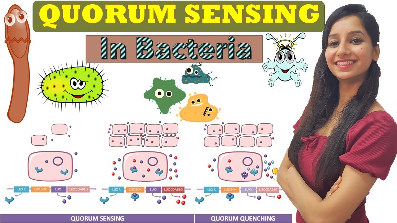 Understanding Quorum Sensing in Bacteria: The Mechanisms of Cell ...