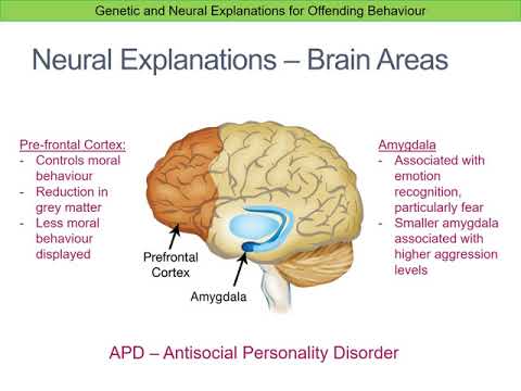 4. Genetic and Neural Explanations