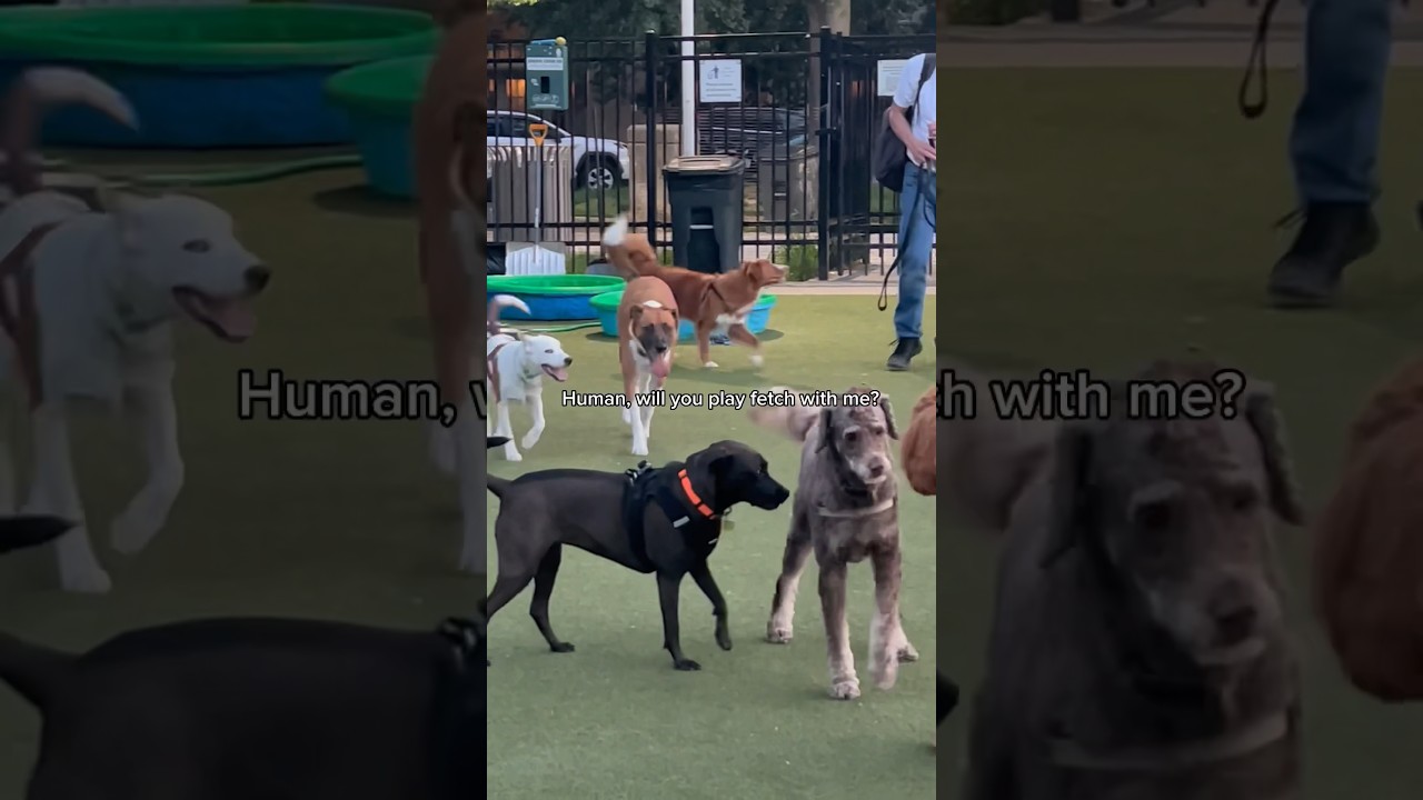 When at the dog park find the humans and see if they will give you anything 🤪 #dogpark #dogplay