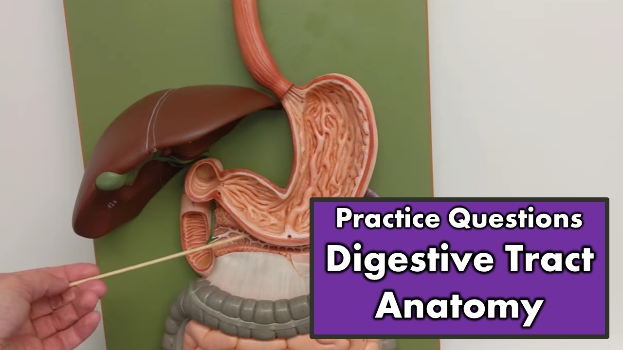 Digestive Tract Anatomy | Review and Quiz