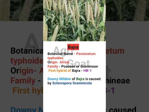 Bajra and botanical name #agriculture #viral #shorts