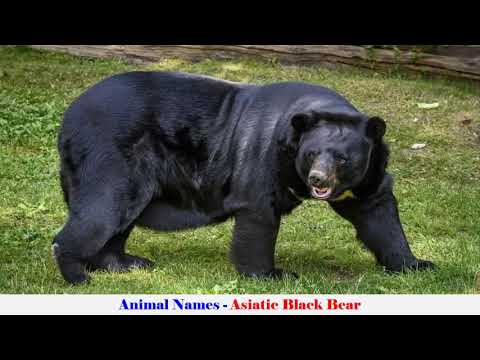 Share Video Animal Names Antelope That Start With A Part 3