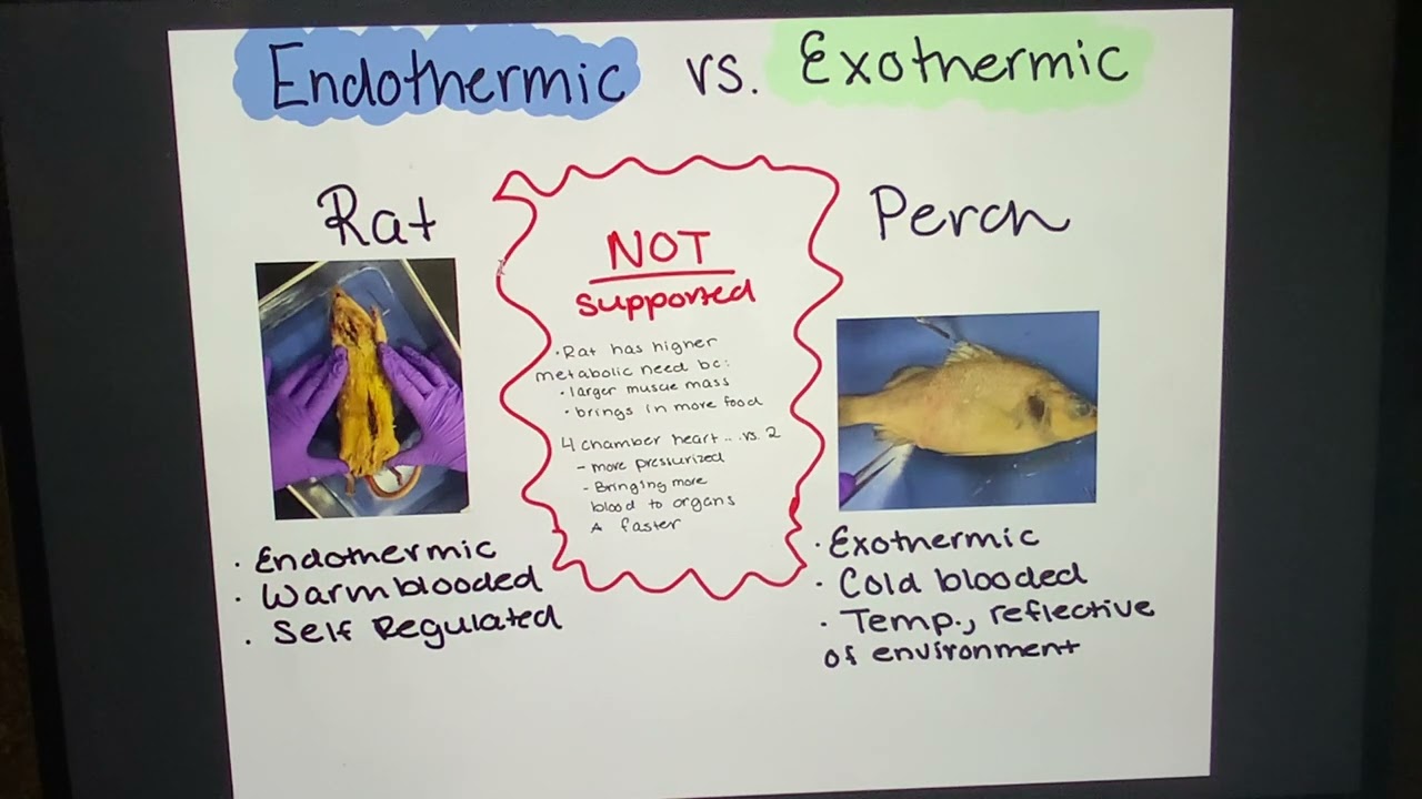 Rat dissection video pt.4