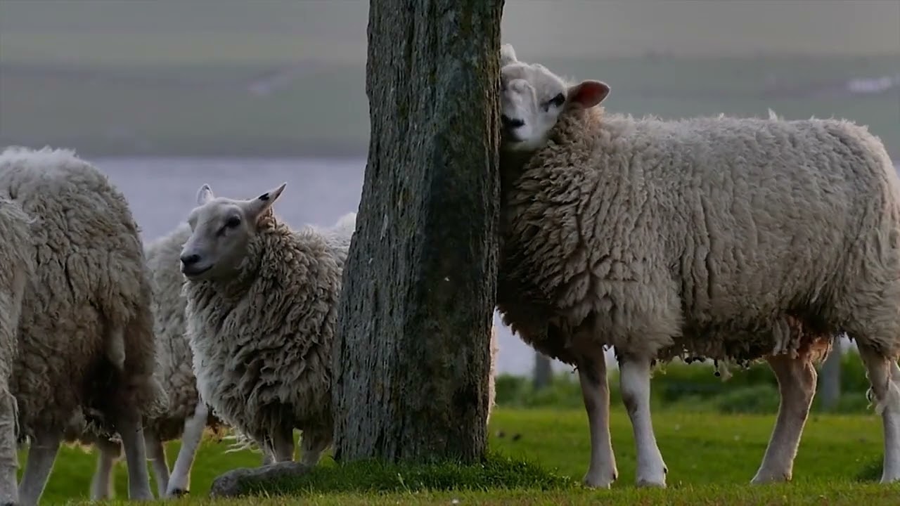 Exploring the World of Sheep