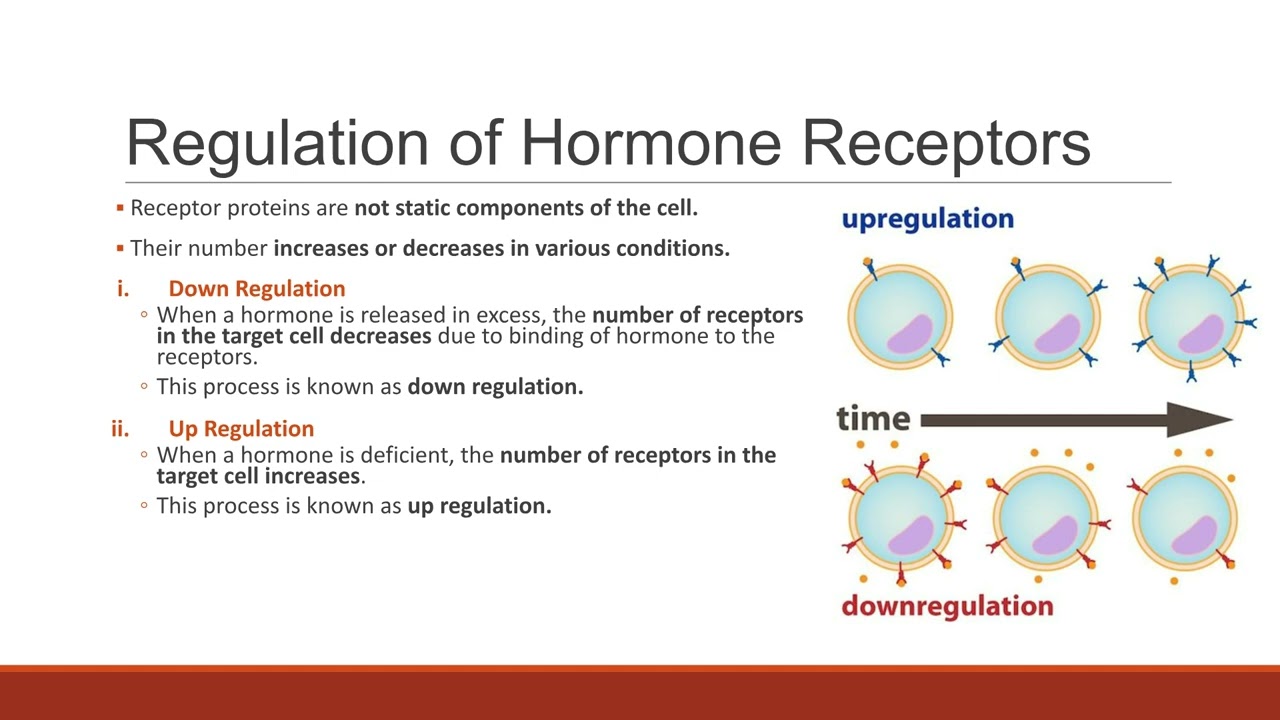 Lecture 12   The Endocrine System pptx