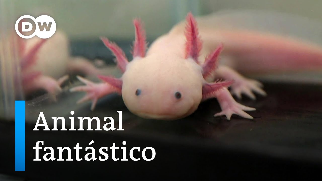 The Resilient Axolotl: A Symbol of Mexico's Biodiversity | Galaxy.ai