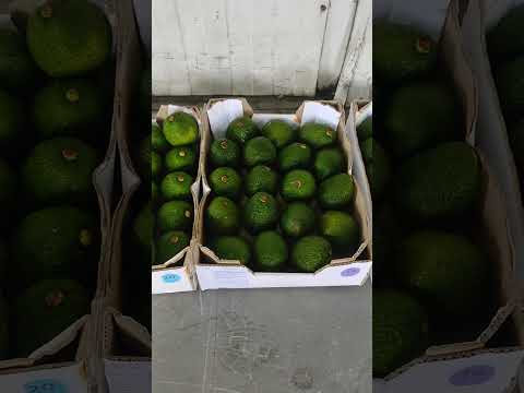 Avocado - Wholesale Price & Mandi Rate for Avocado Fruit