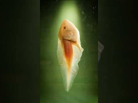 Paradox Frog - Half Frog and Half Tadpole