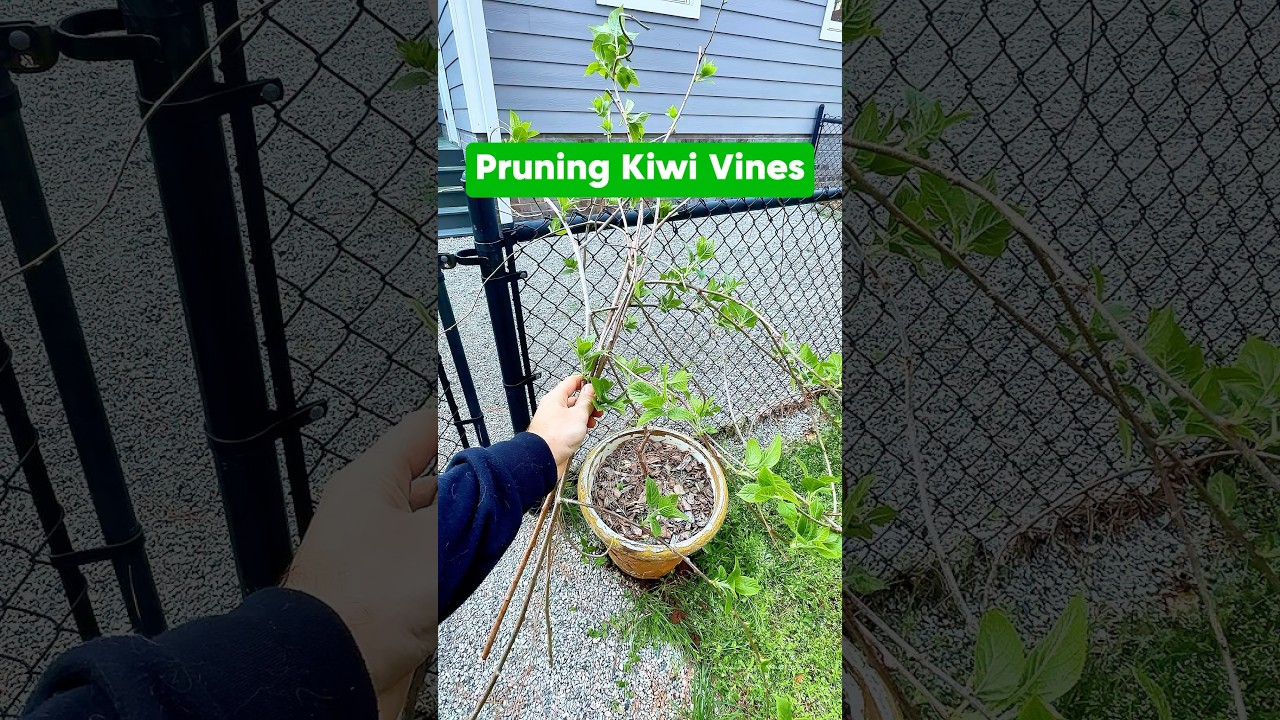 Pruning Kiwi Vines #shorts #kiwi #fruittree #growyourownfood #garden #growfruit #pruning #orchard