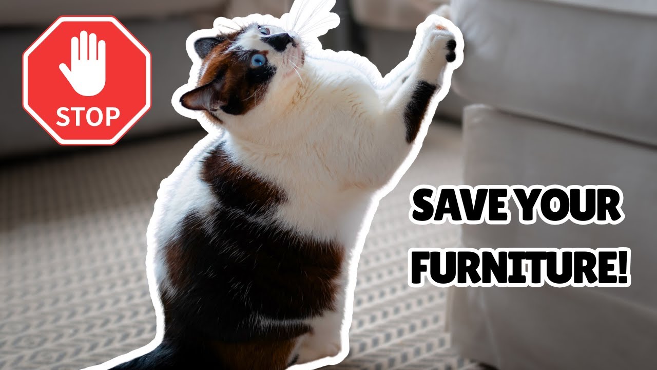 What ACTUALLY Worked to Stop My Cat’s Furniture Scratching…