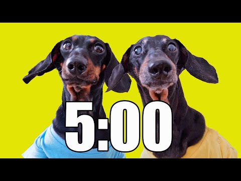 5 Minute Timer (DOG HEAVEN) π