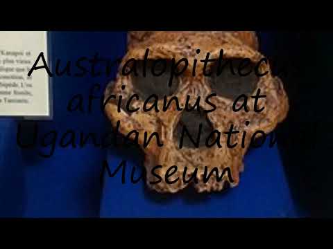 How to pronounce Australopithecus africanus at Ugandan National Museum in English?