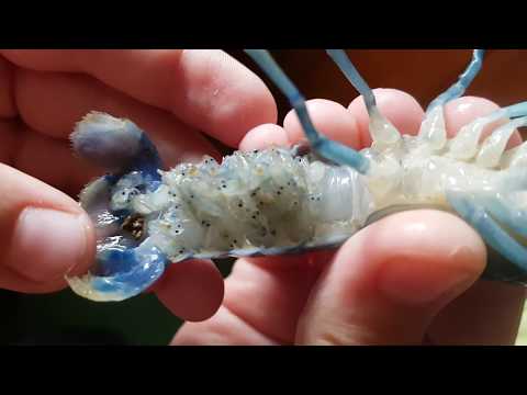 Eve the Yabby has Babies!