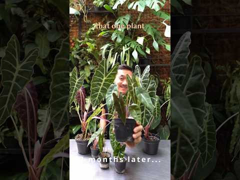 Alocasia Amazonica Care and Propagation!