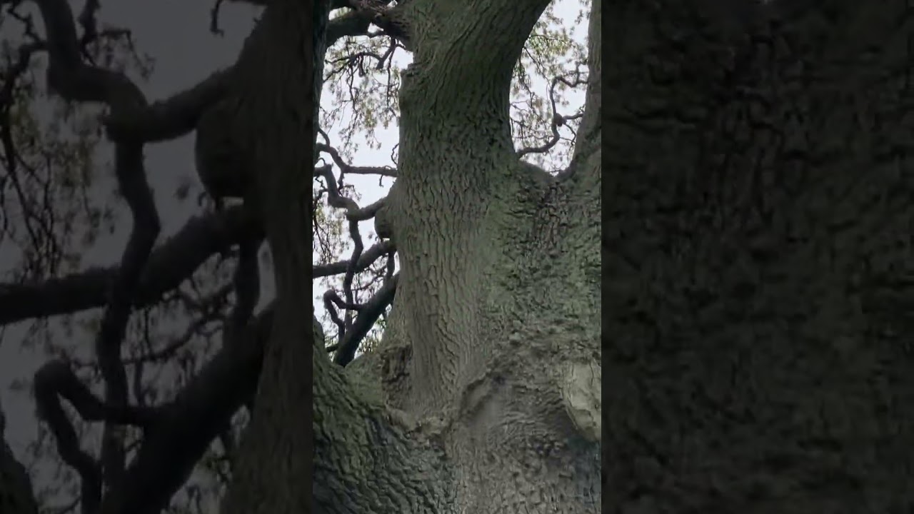 A mighty Oak found on a Dorset stroll around Bridport Millennium Green - Coneygar Hill…