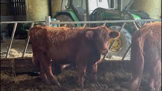 Cattle for Sale & Wanted | Border Livestock Exchange