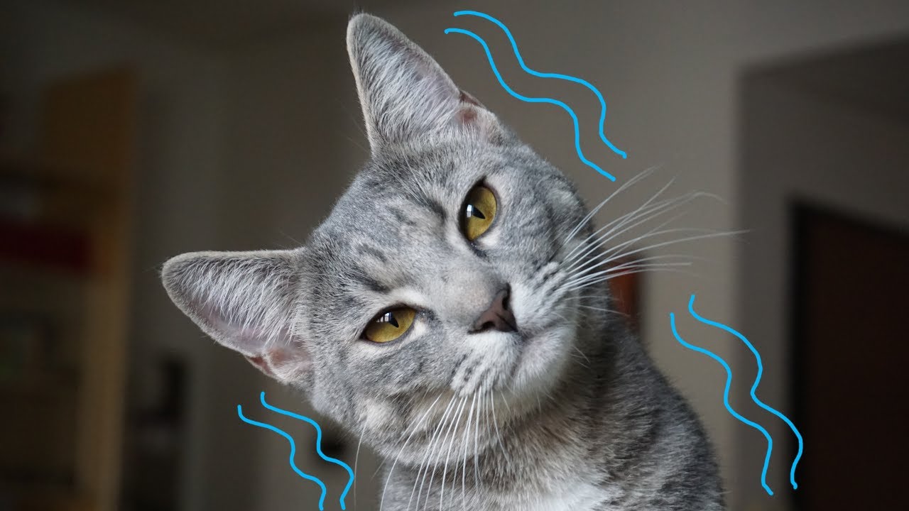 Why Does Your Cat Purr When They See You?