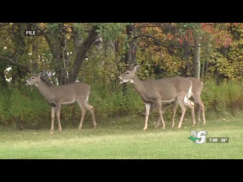 Michigan DNR expects more successful deer hunting this year in Upper Michigan