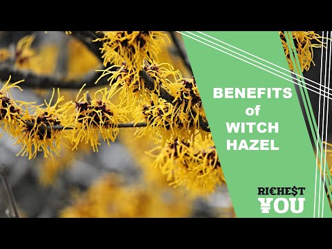 The Surprising Benefits of Witch Hazel | Richest You Health