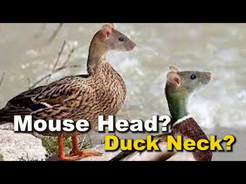 Don Xiang: Unveiling the Underlying Opposition in China’s ‘Mouse Head ...