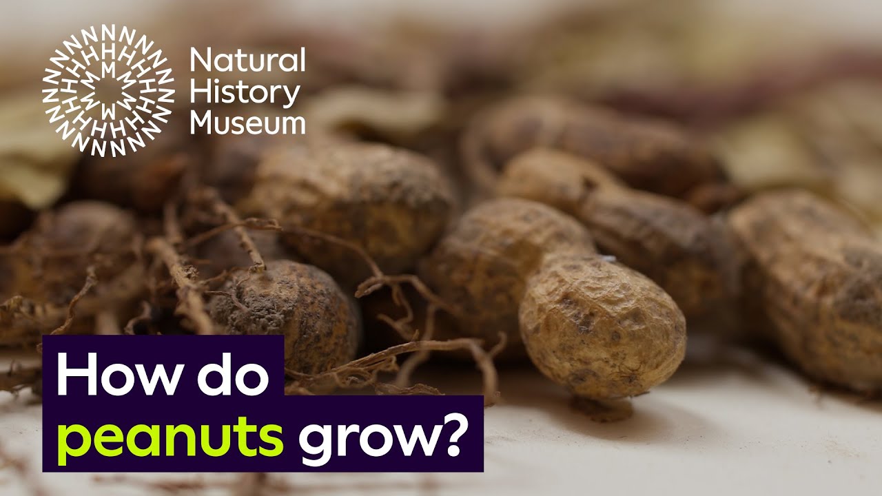 How do peanuts grow? | Surprising Science