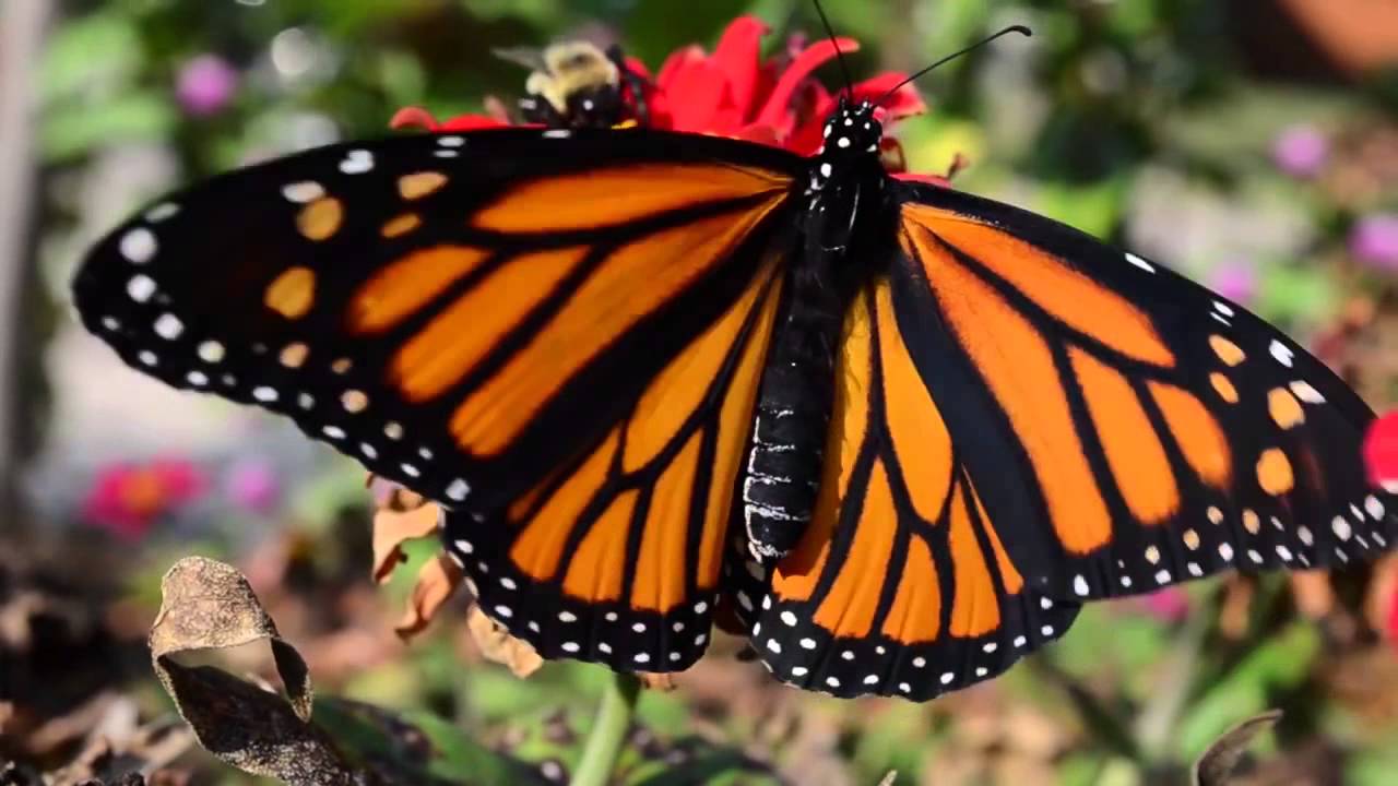 Monarch Emerging from Chrysalis Time-lapse