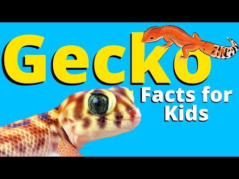 Facts About Geckos For Kids | LEOPARD GECKOS | Pet Reptiles for Kids