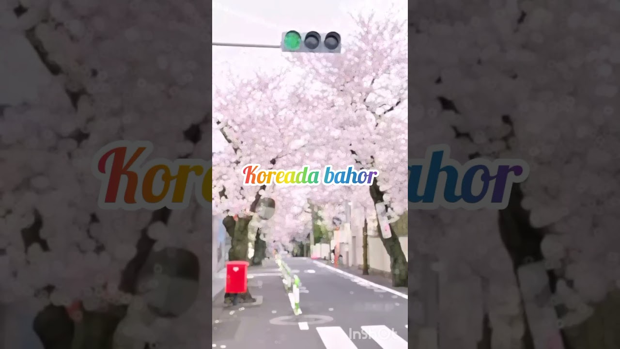 koreada bahor #aesthetic #tulip #lyrics #rekkkkk #rekkkkkk #flowers #bouquet #wallpaper