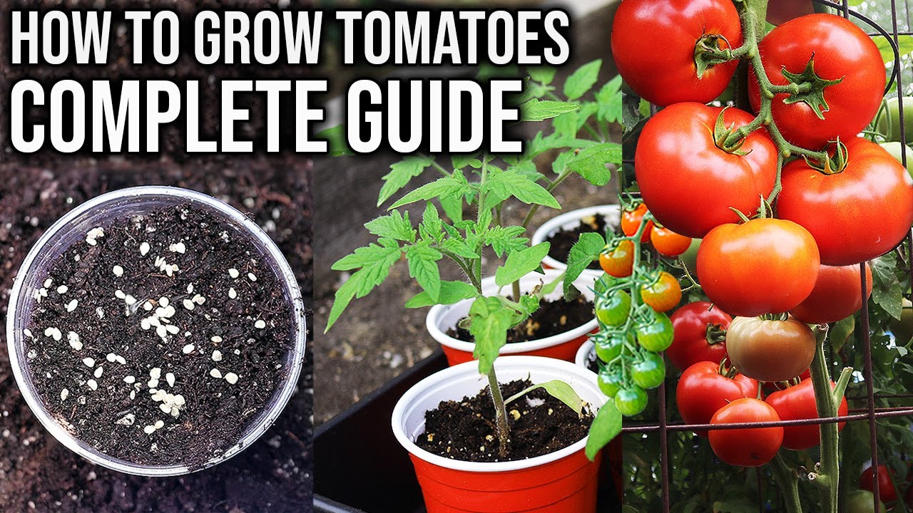 How to Grow Tomatoes from Seed to Harvest | COMPLETE GUIDE