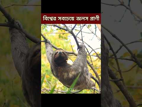 পৃথিবীর সবচেয়ে অলস প্রাণী 😴 #short #shortvideo #viral