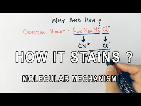 How It Stains ? Molecular Mechanism of Gram Staining