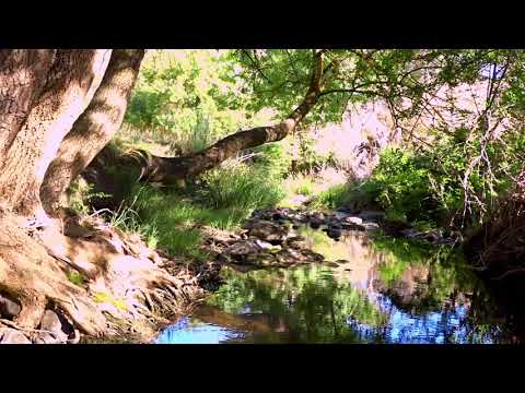 Clear Water | Bridget Cameron