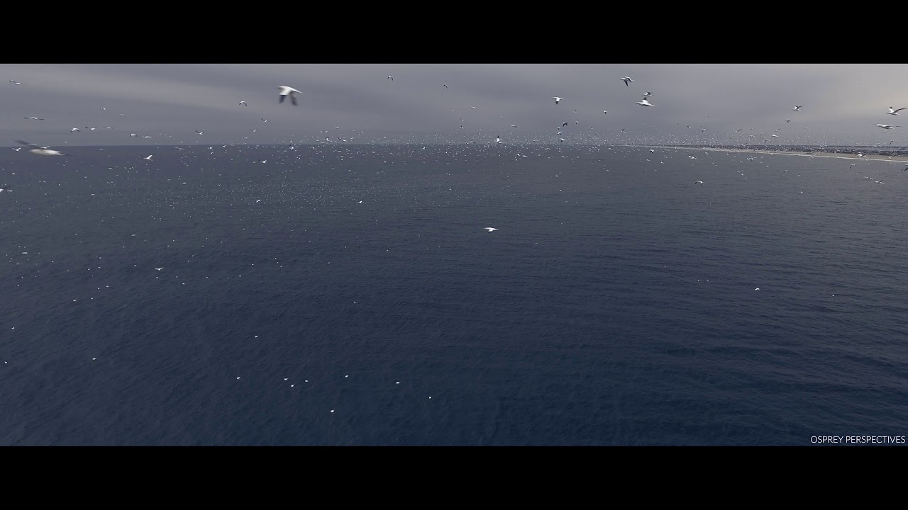 The Gannet Migration - by: Osprey Perspectives