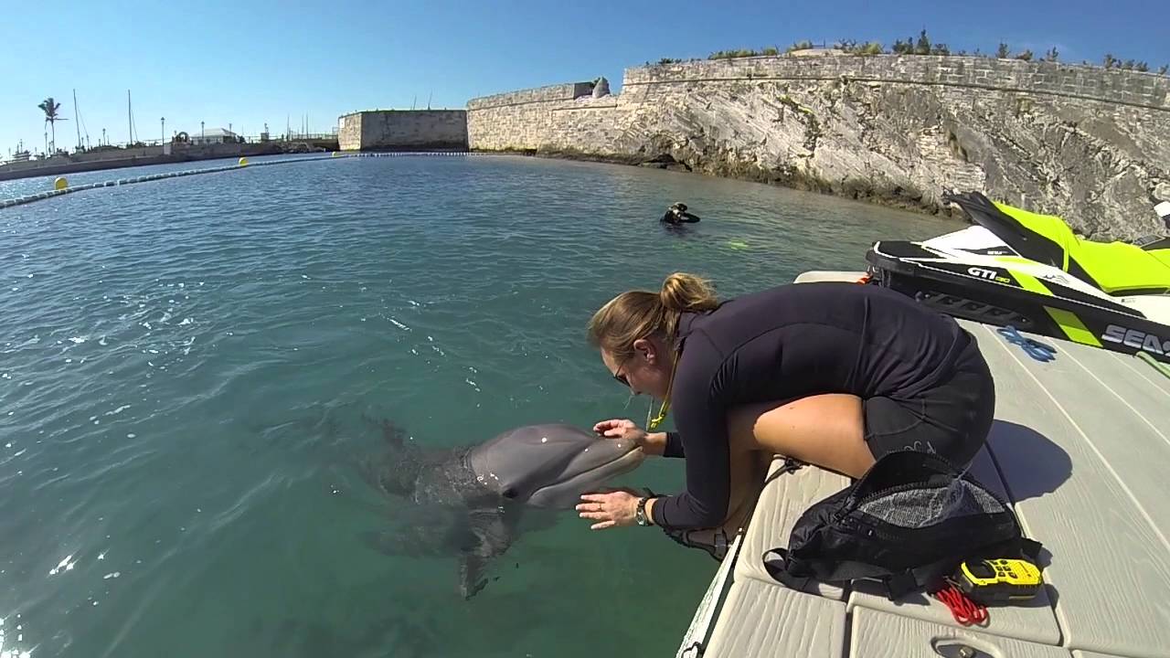 Dolphin Quest Bermuda’s Expanded Dolphin Sanctuary