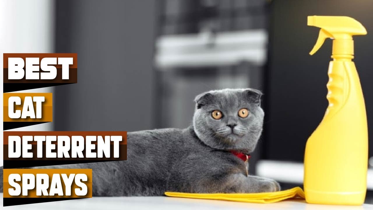 Paws Off! Top 10 Cat Deterrent Sprays: Keeping Homes Safe & Felines Happy
