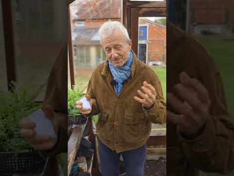 How to grow onions from seed
