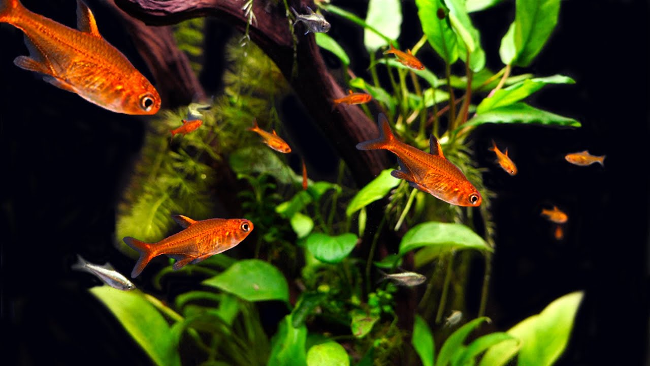 Ember Tetra Care and Breeding: A Tiny Tetra with Show Stopping Color!