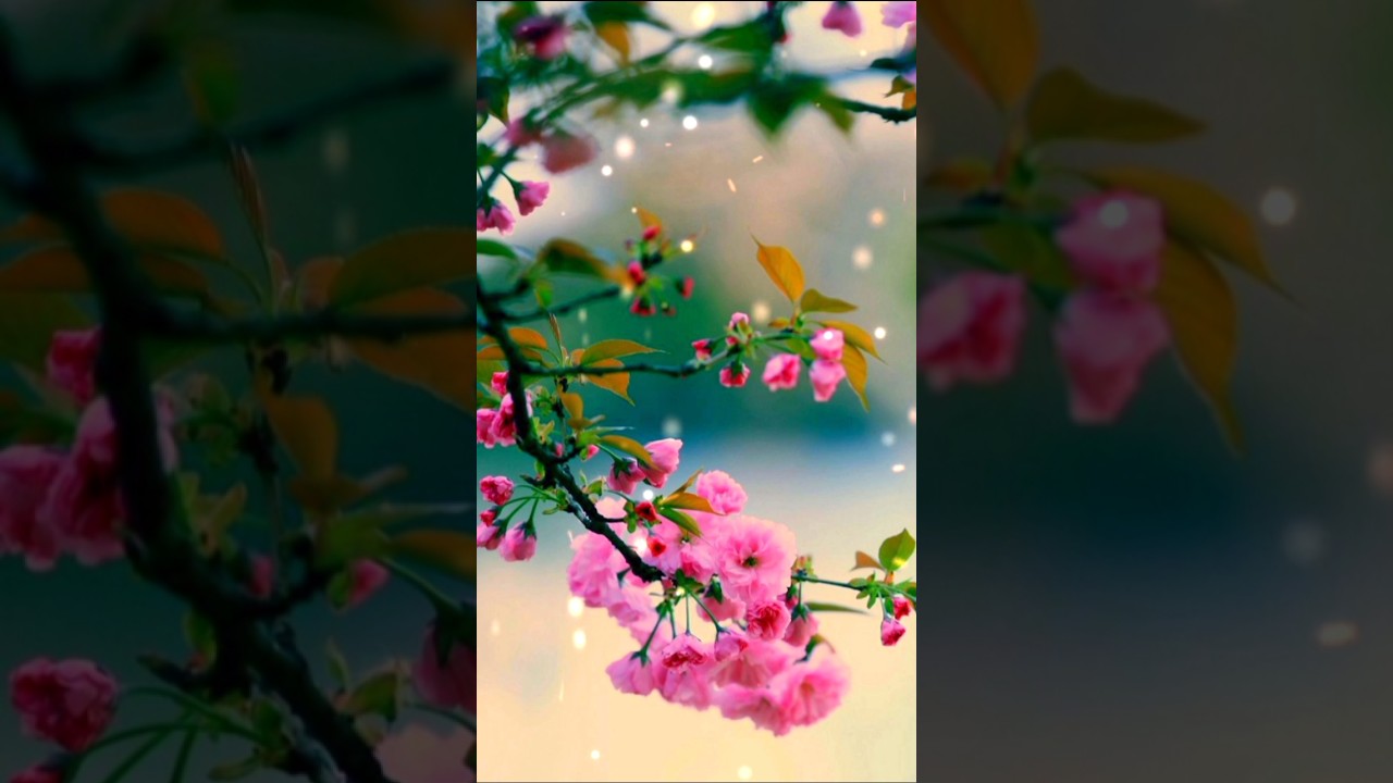 Best Iphone Flowers Wallpaper @NatureBeautifulWallpapers #shorts #youtubeshort