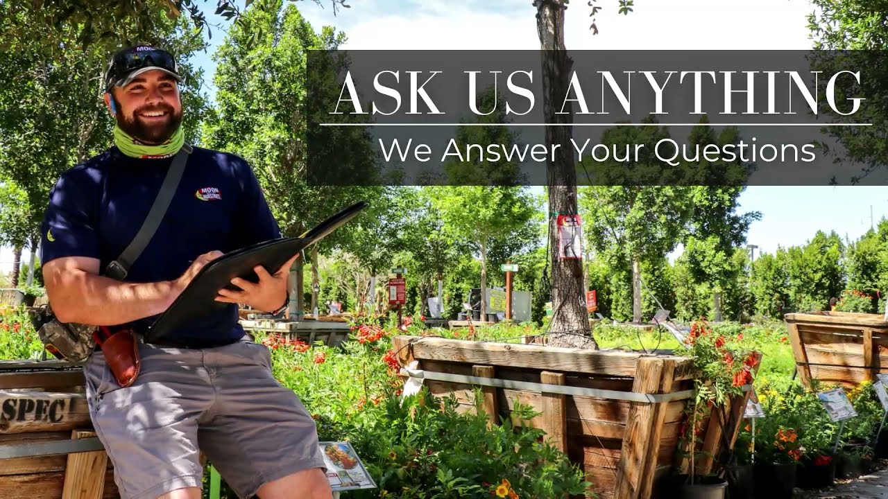 ASK US ANYTHING - Specimen & Mature Trees, Are Deciduous or Evergreen Trees Cleaner, & Tree Wrap?