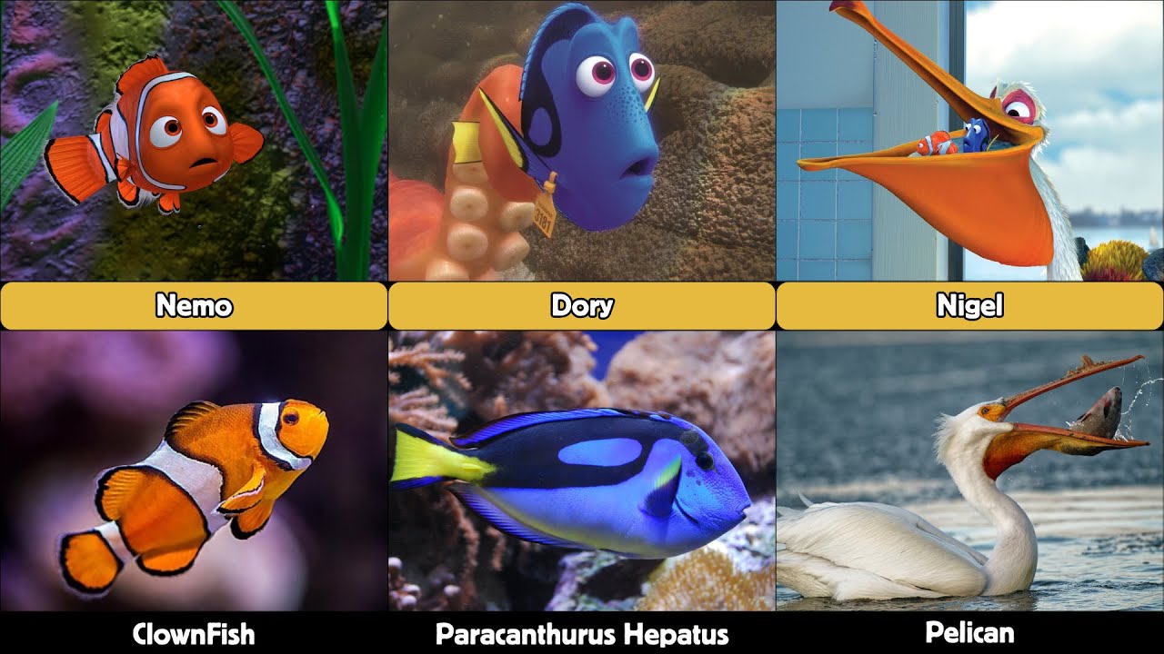 Finding Nemo Characters in Real Life